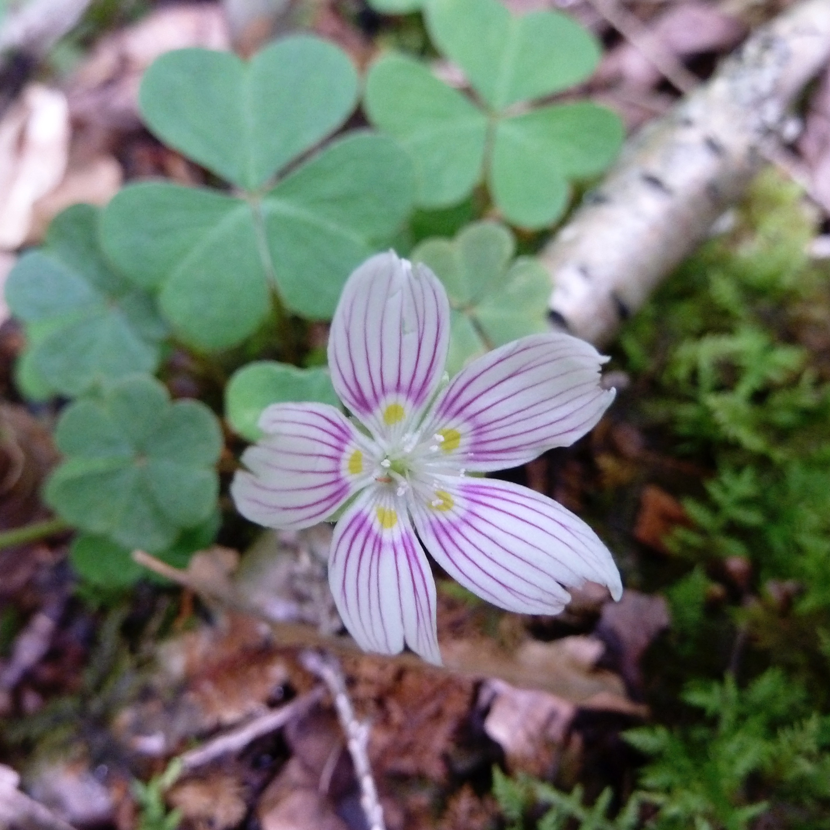 Brenda Roberts Shaw – People aren't born to share like two stones who ...